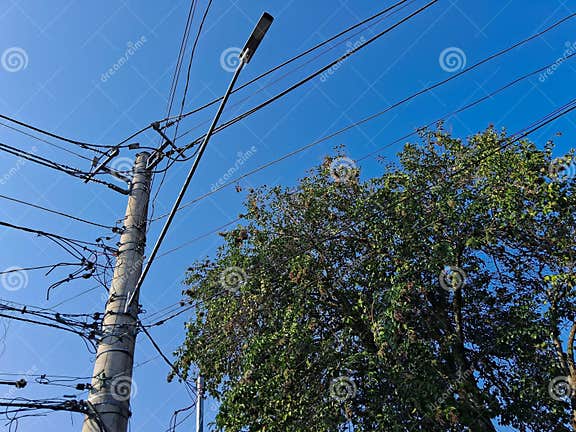 Urban Contrast between Electrical Wiring and a Tree Stock Photo - Image ...