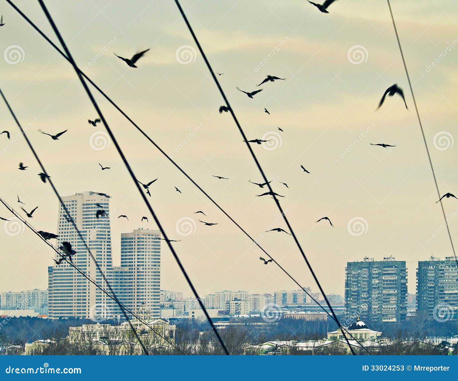 Urban crows stock image. Image of motion, cityscape, fauna - 33024253