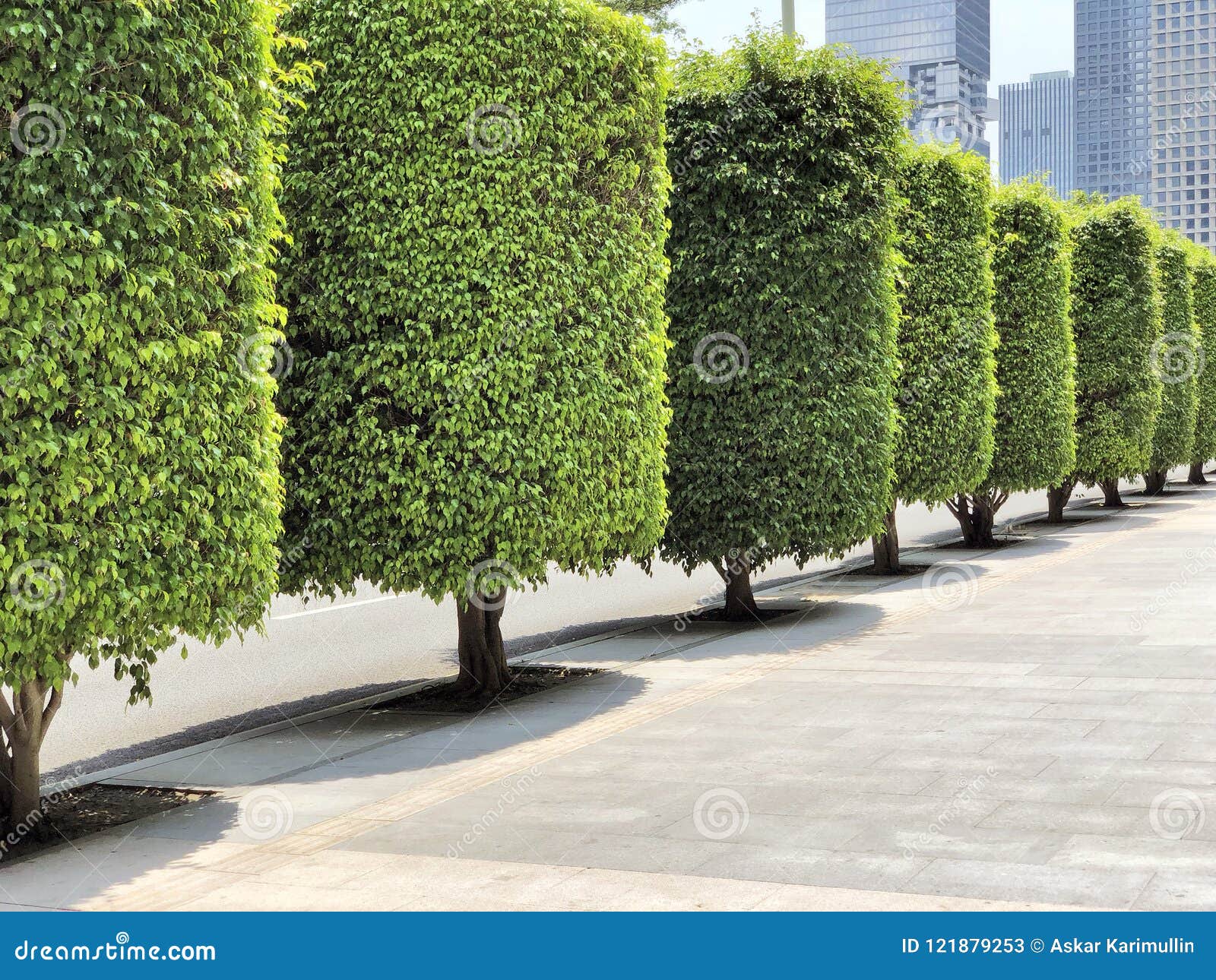 Urban Design of Shaped Cylindrical Tree Stock Image - Image of alley ...