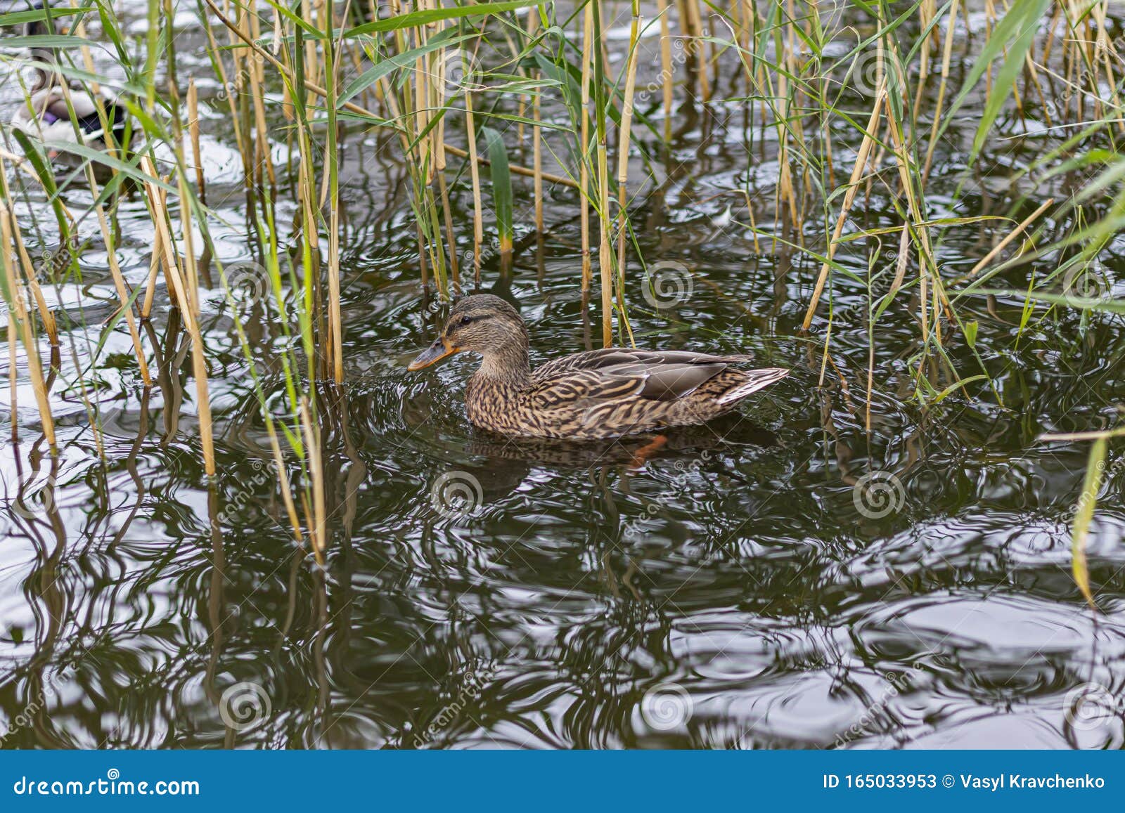 Urban Duck hiding in reed stock image. Image of nature - 165033953