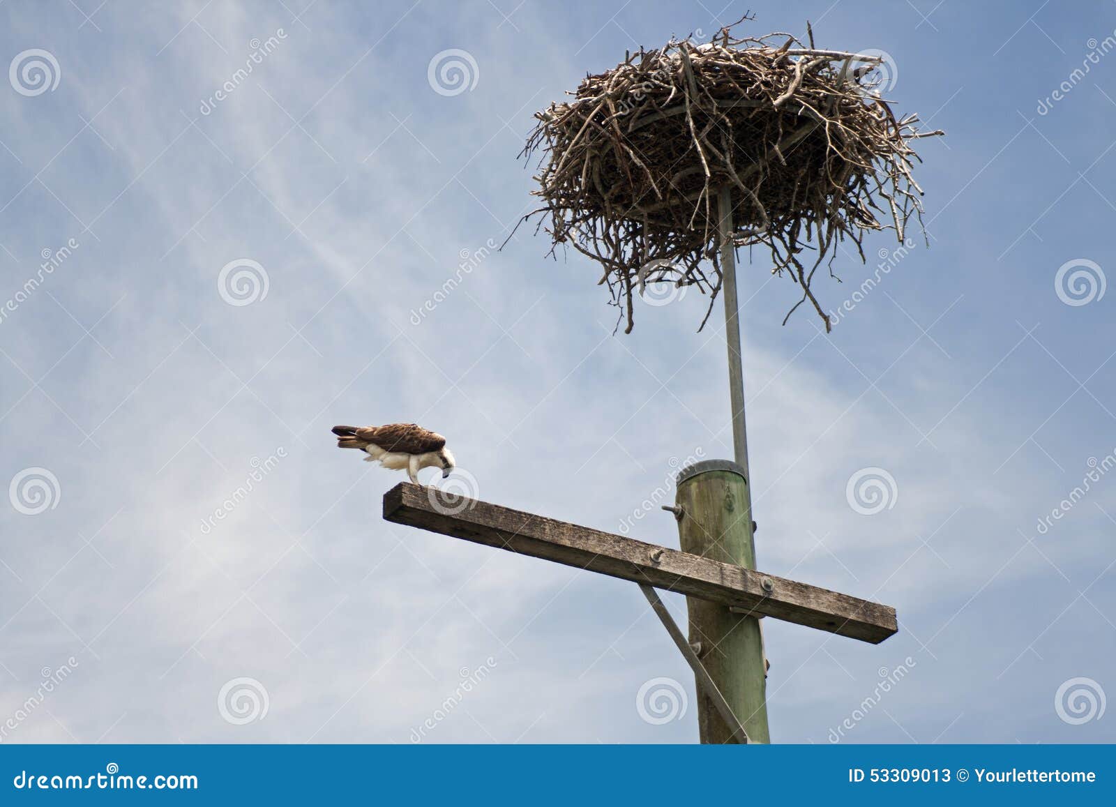 Urban Eagle stock image. Image of telephone, brid, nest - 53309013