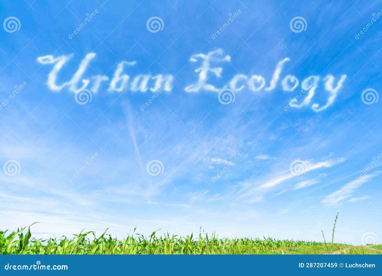 Urban Ecology: the Study of Ecosystems in Urban Environments and Their ...