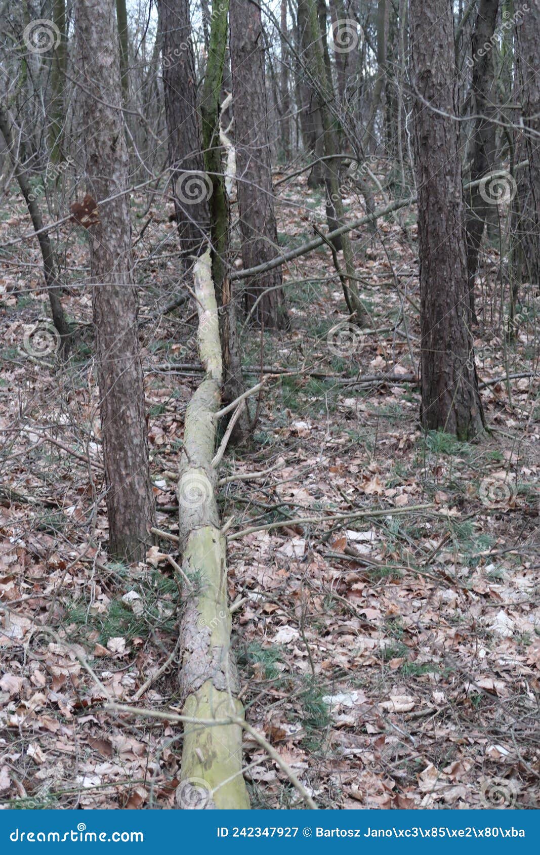 Urban Environment with the Stairs in Gray Color Stock Image - Image of ...