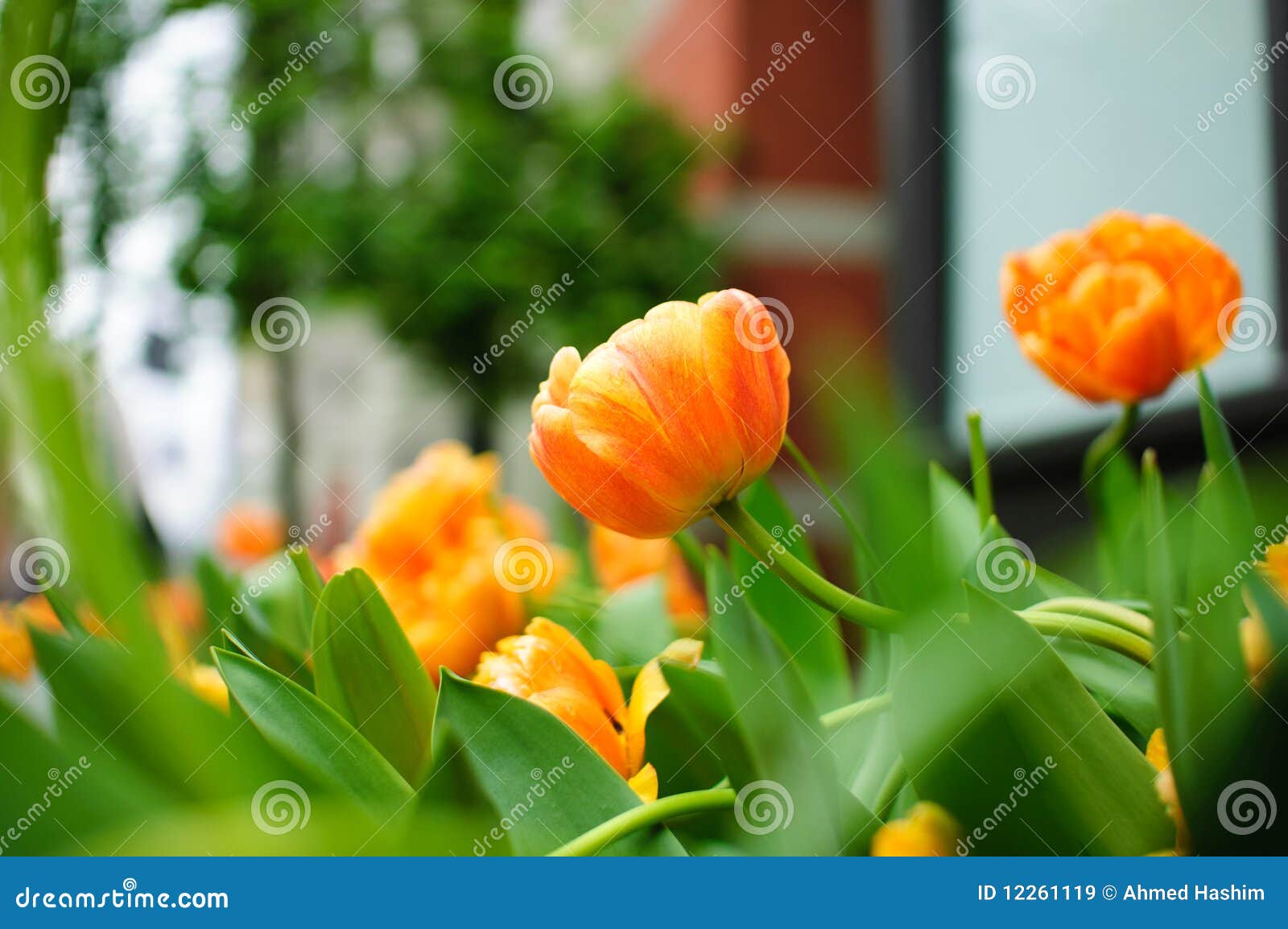 Urban Flowers stock image. Image of floral, company, outdoors - 12261119