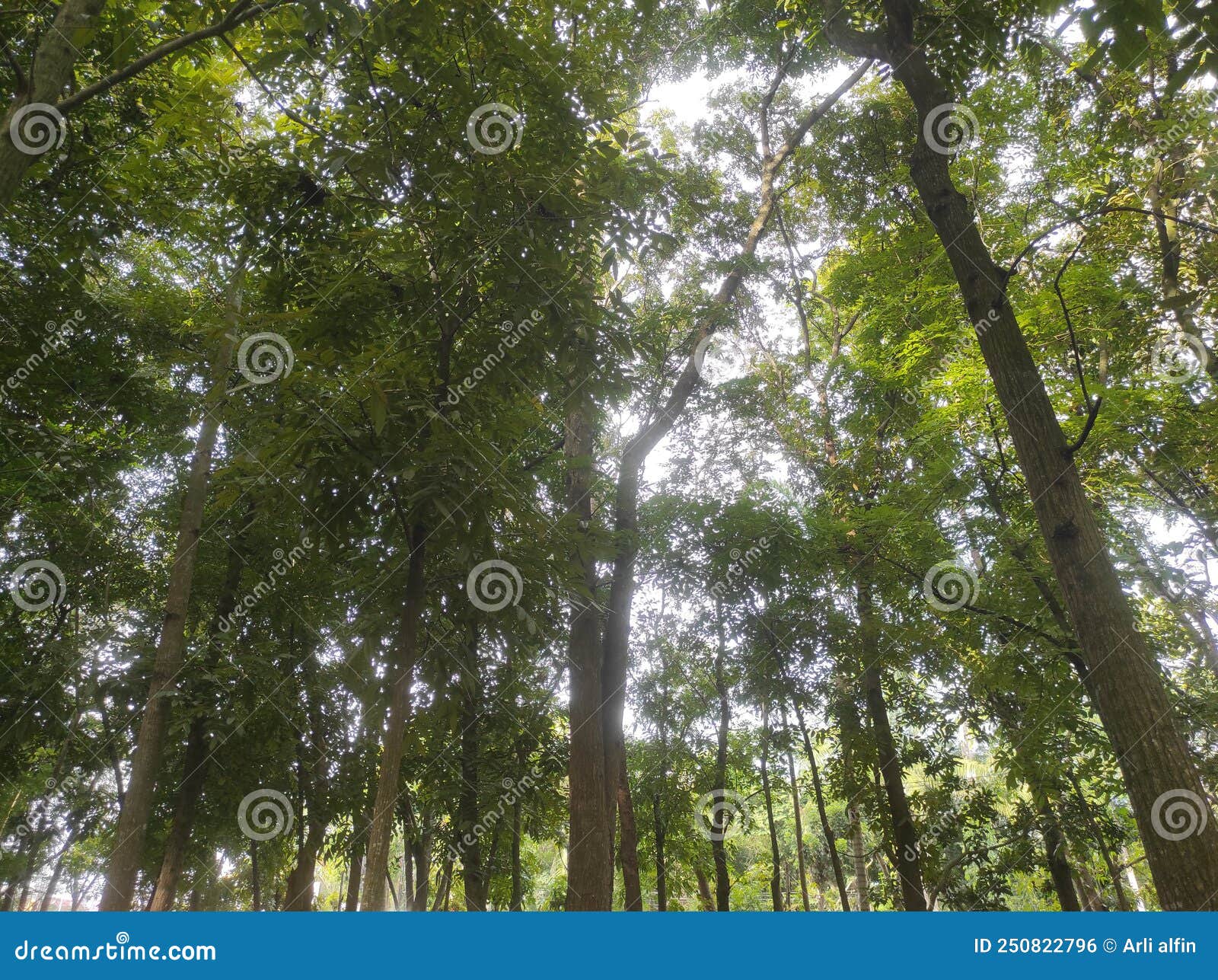 Urban Forest in North Sumatra, Indonesia Stock Photo - Image of forest ...