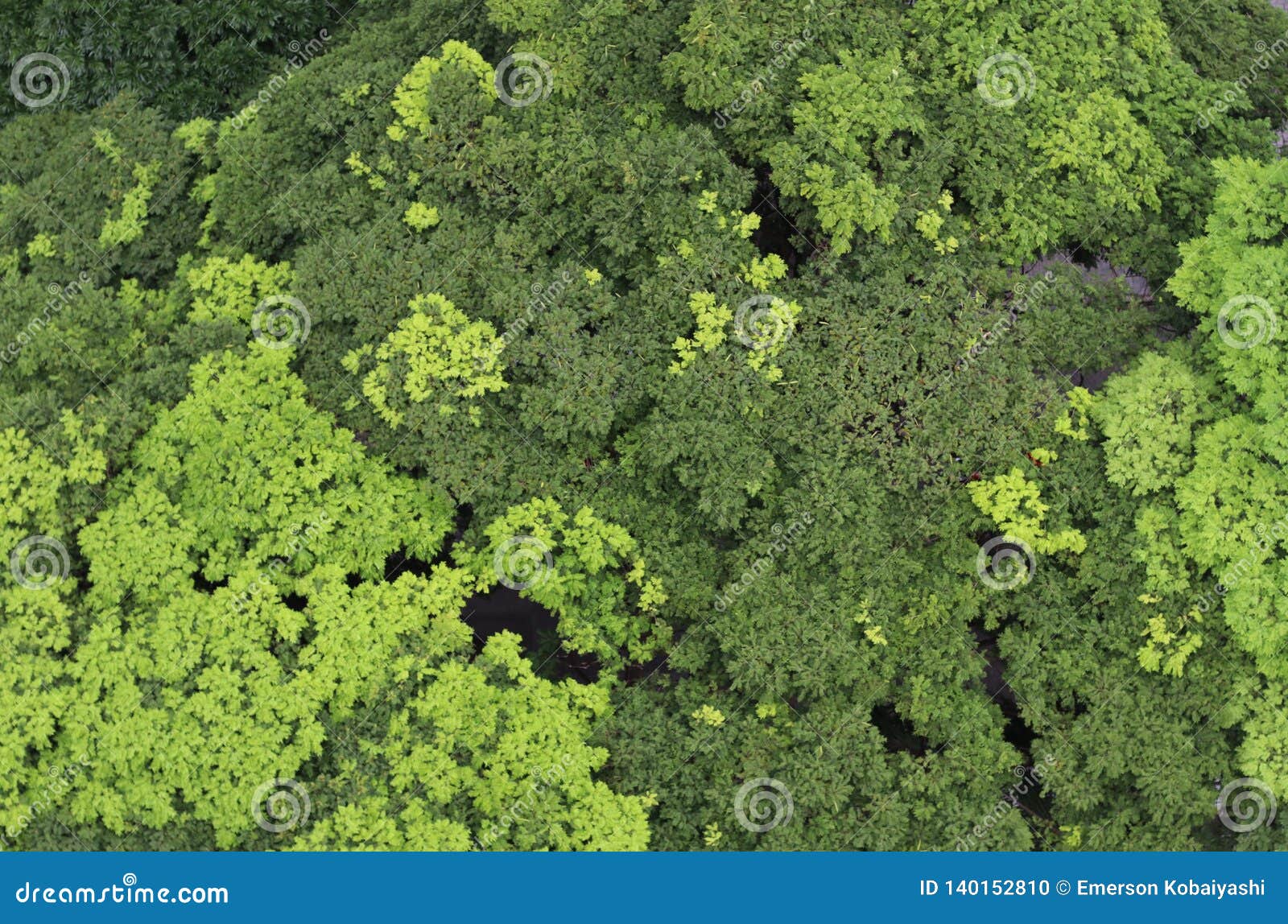 Trees seen from above stock photo. Image of green, urban - 140152810