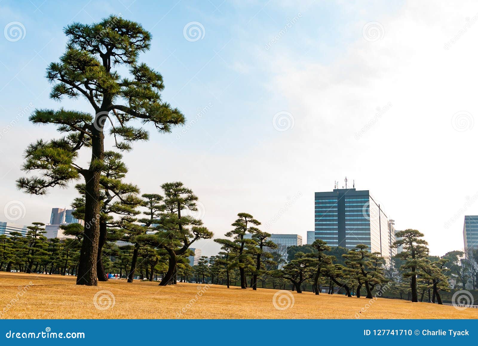 Urban Forest in the Middle of Tokyo Stock Photo - Image of following ...