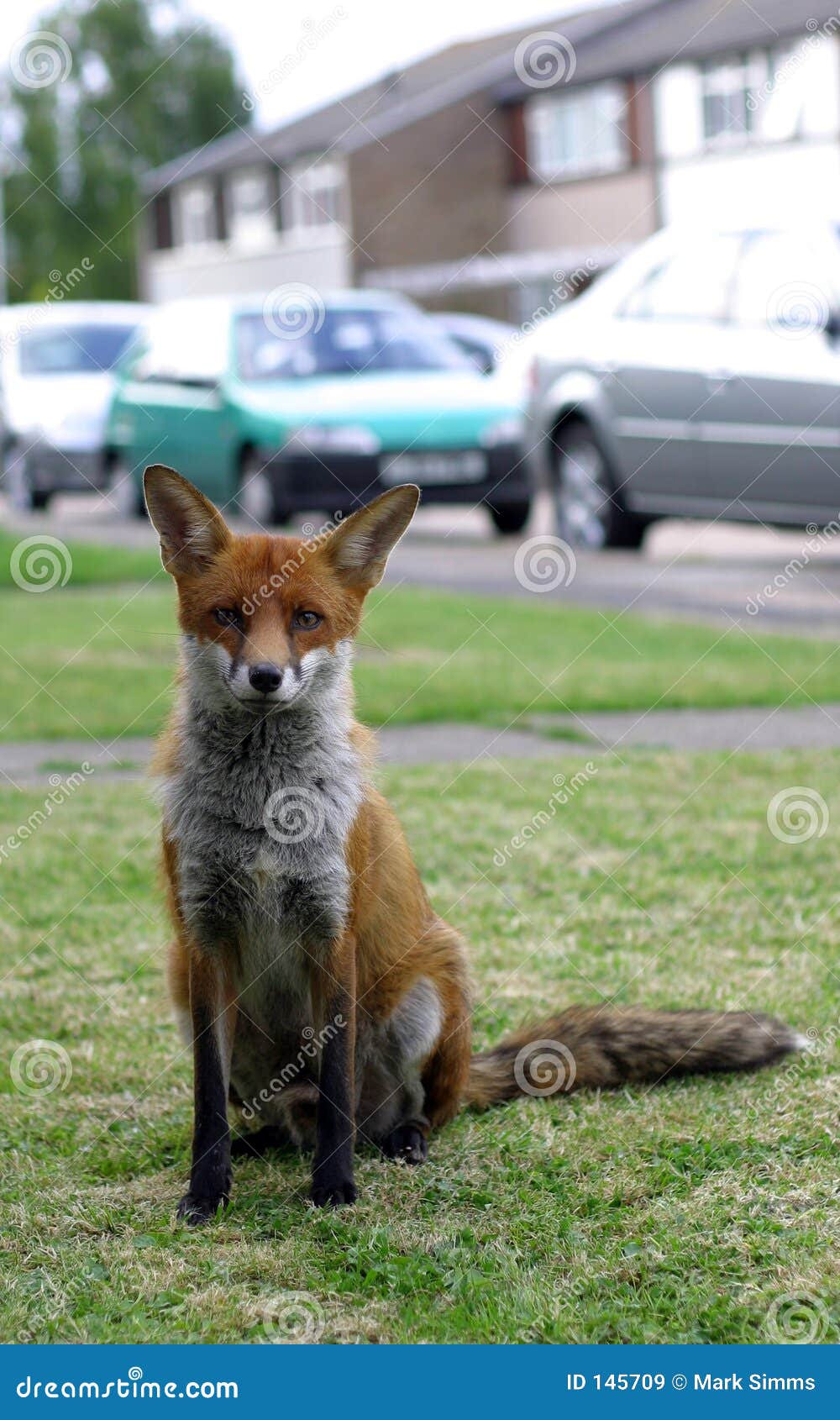 Urban Fox stock image. Image of suburbia, suburban, urban - 145709