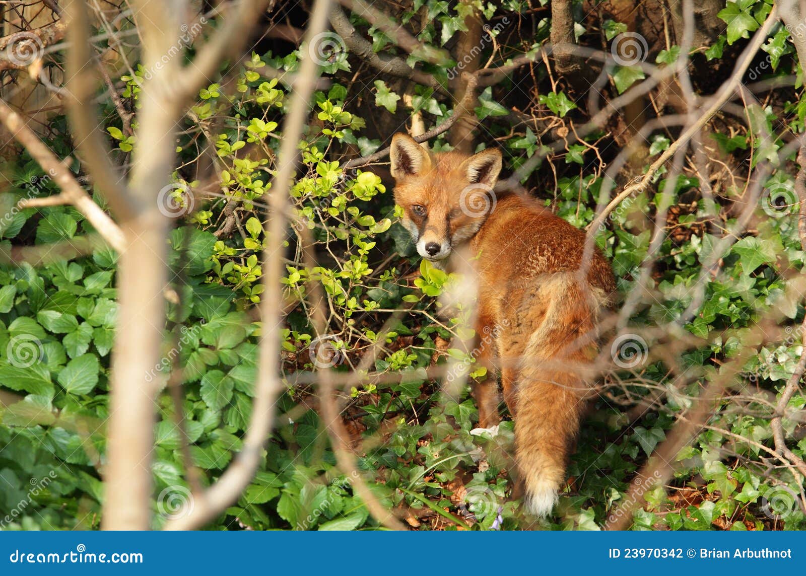 Urban fox. stock photo. Image of woods, wildlife, wood - 23970342