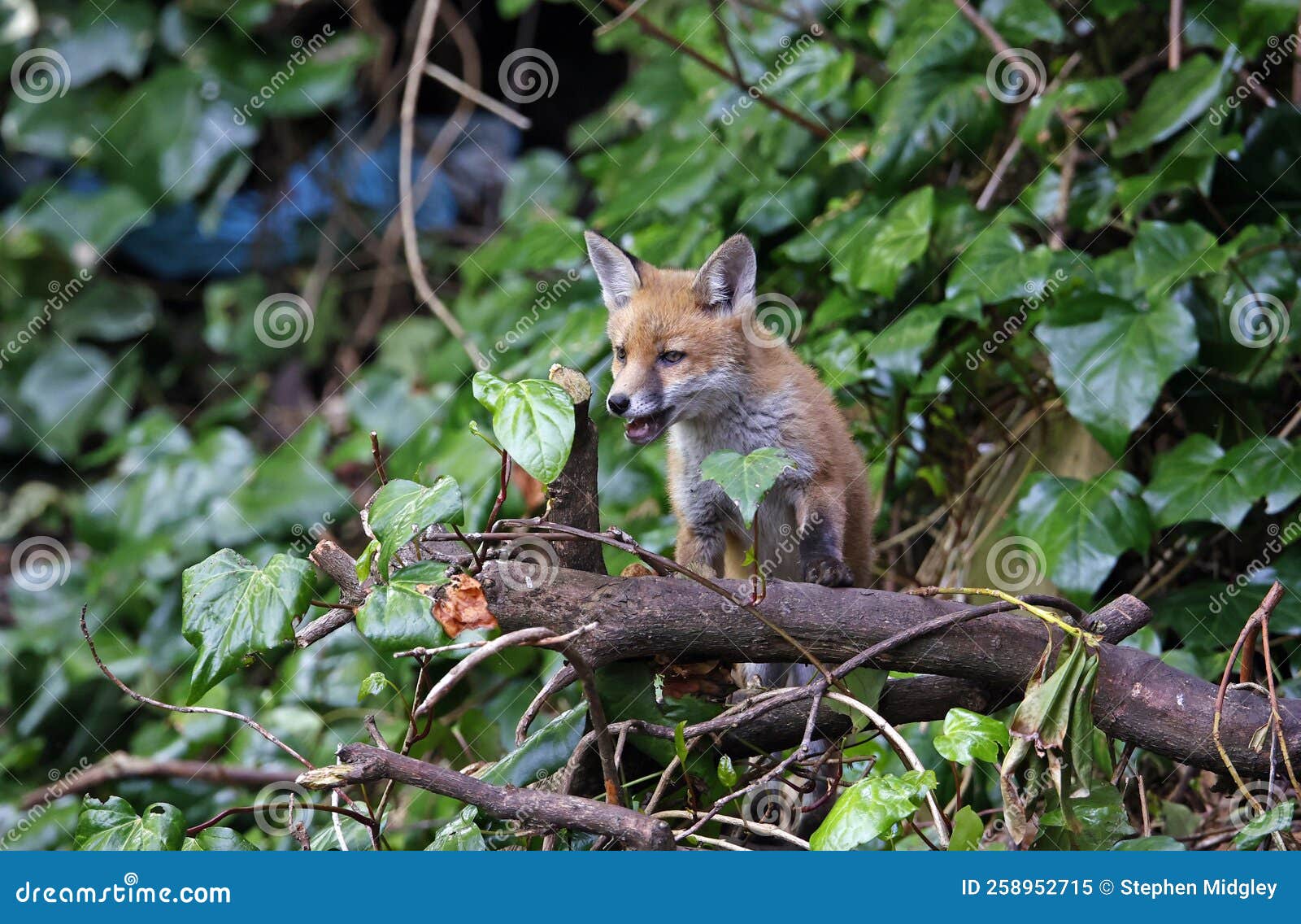 Urban Fox Cubs Exploring the Garden Stock Image - Image of puppy ...