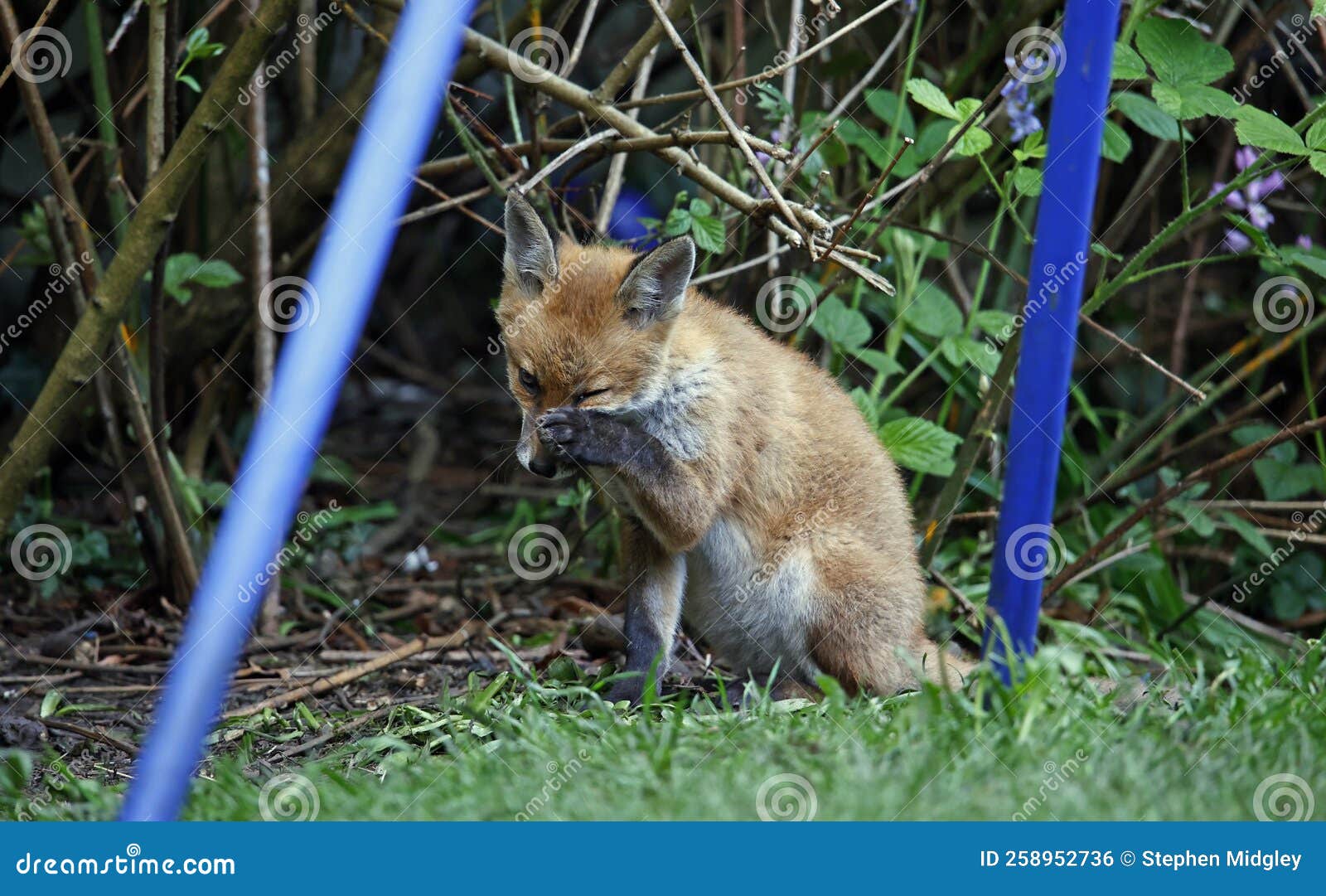 Urban Fox Cubs Exploring the Garden Stock Photo - Image of northern ...