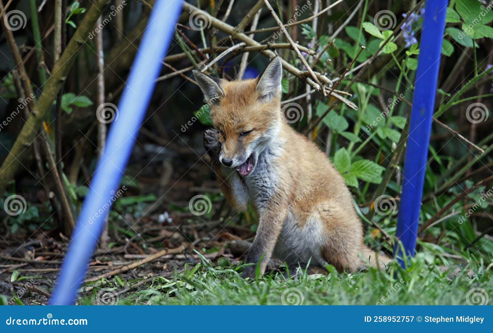 Urban Fox Cubs Exploring the Garden Stock Image - Image of female ...