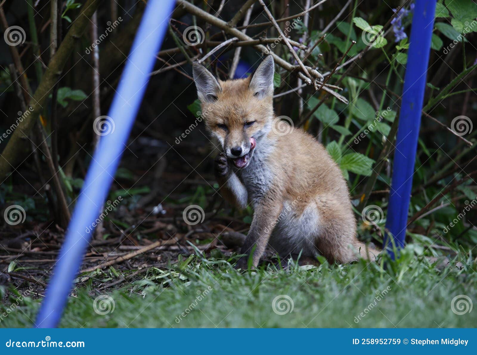Urban Fox Cubs Exploring the Garden Stock Image - Image of natural ...