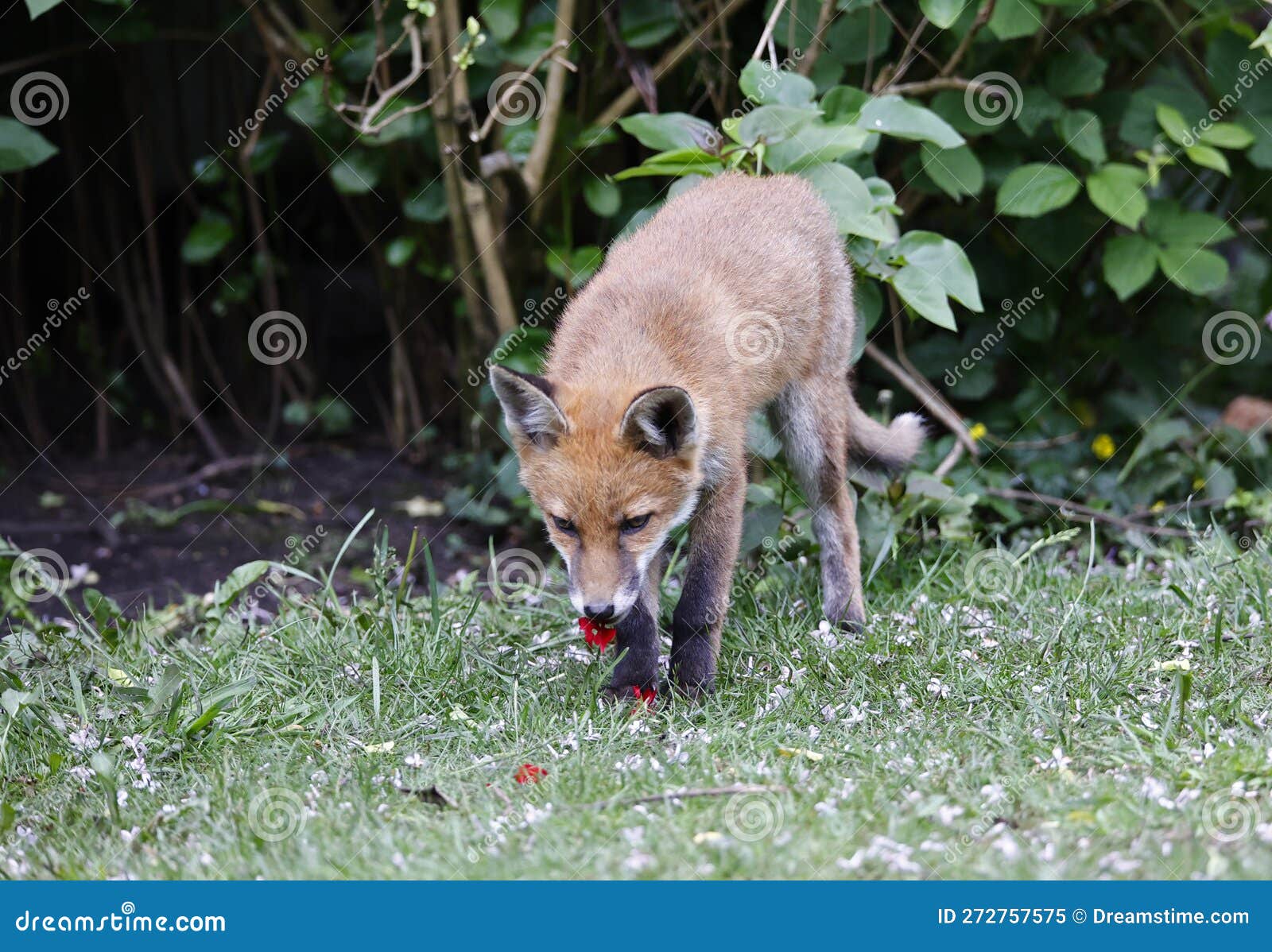 Urban Fox Cubs Exploring the Garden Stock Image - Image of foxes ...