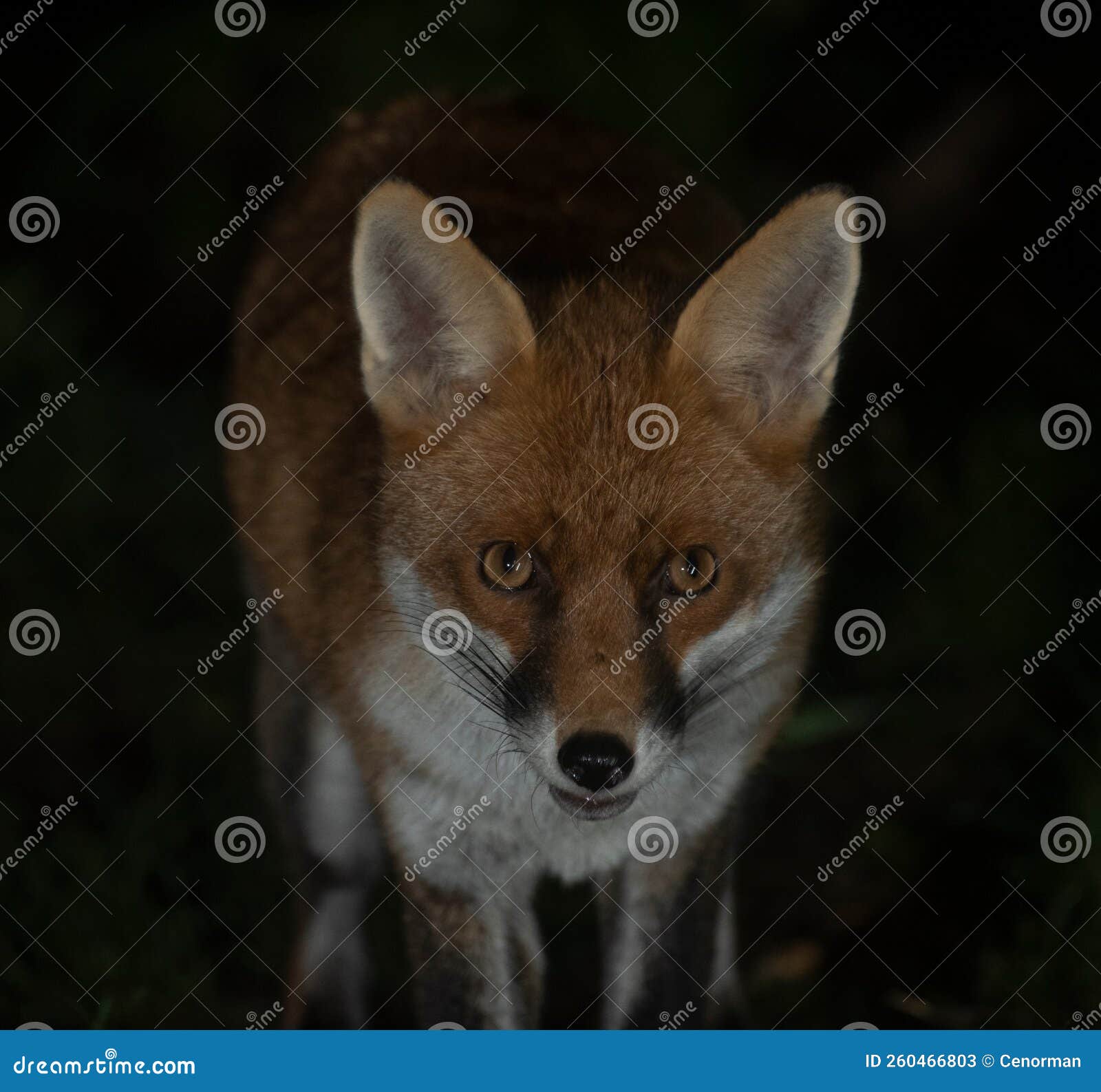 An urban fox at night stock image. Image of squirrel - 260466803