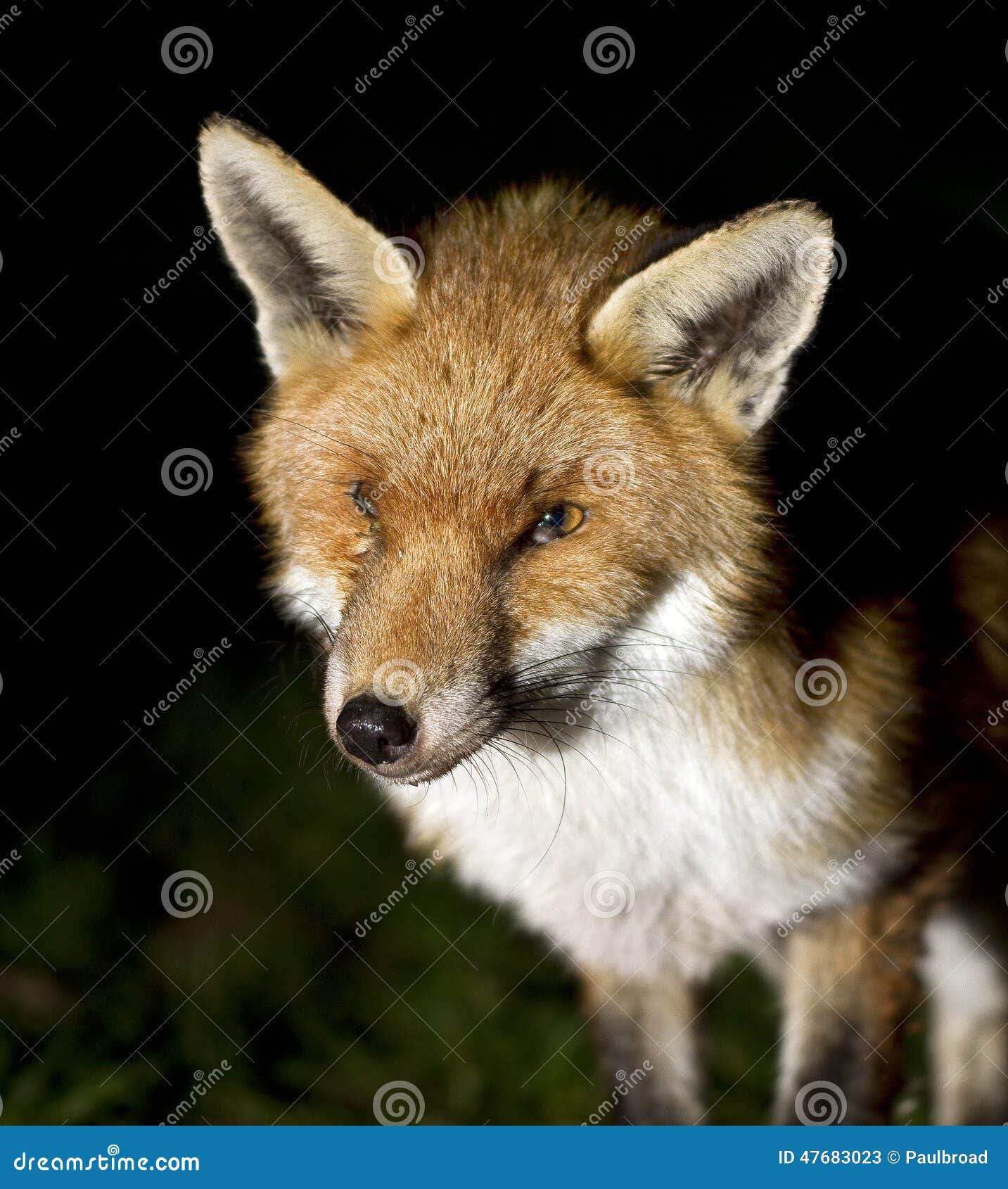 Urban fox at night. stock image. Image of feed, children - 47683023