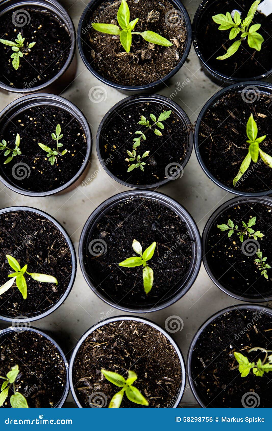 Urban gardening breeding stock photo. Image of fruity - 58298756