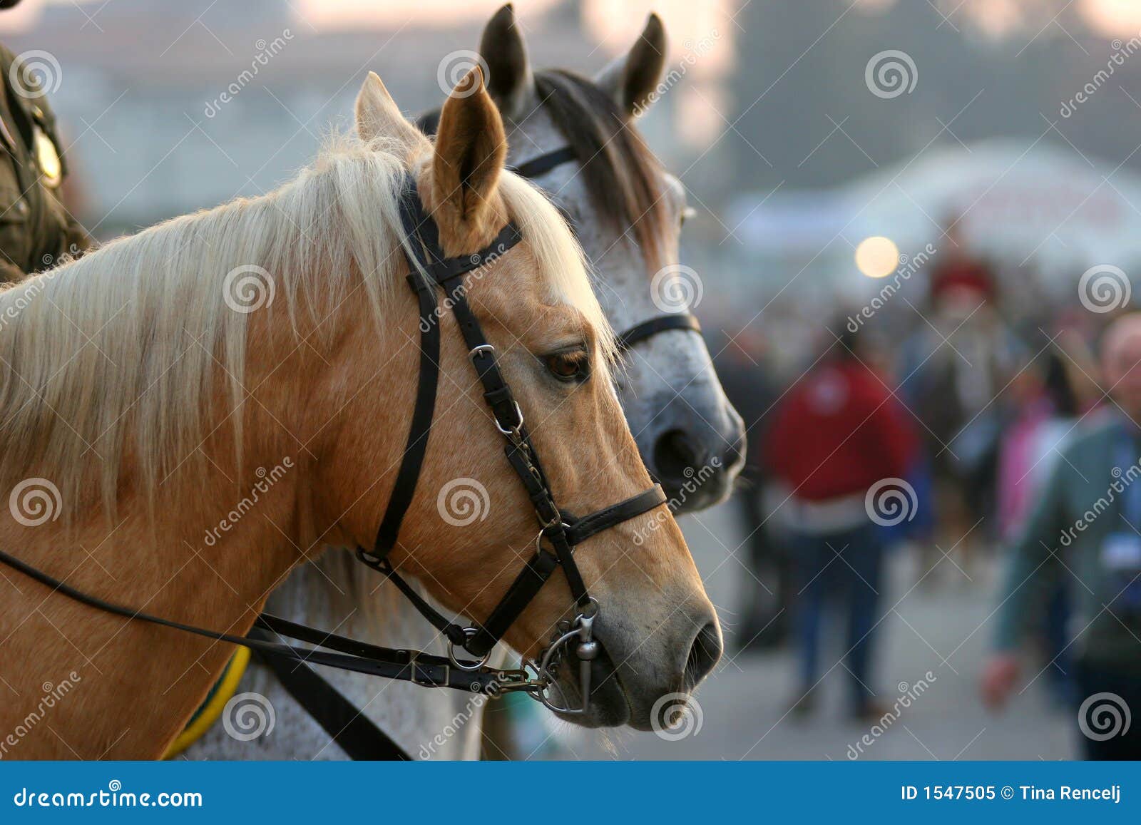 1,858 Horses Crowd Stock Photos - Free & Royalty-Free Stock Photos from ...