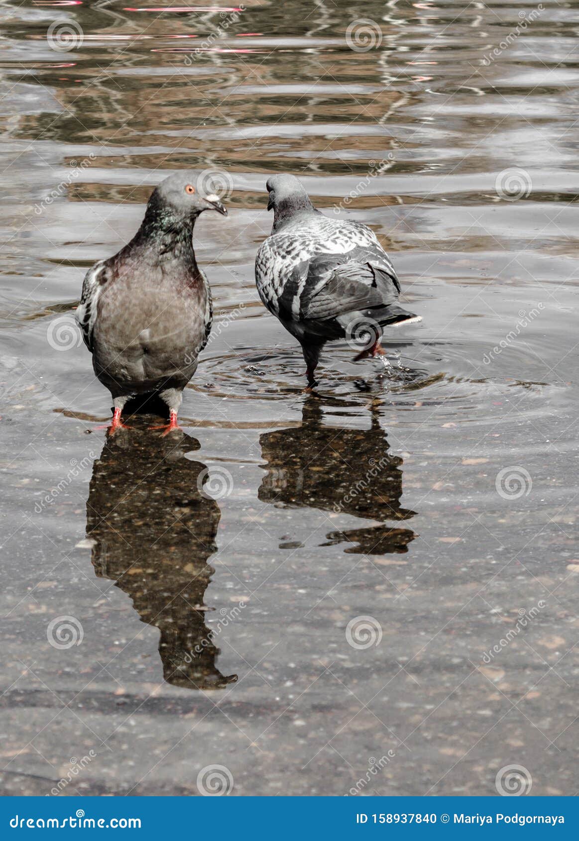 Urban Lonely Pigeons Walks Along Springy Muddy Puddle, in Which Its ...