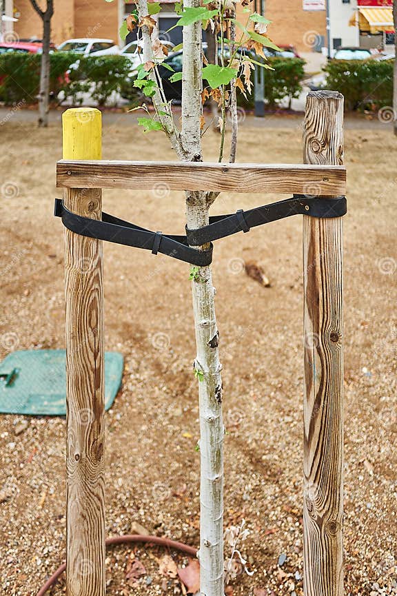 Urban Method To Support Tree Growth Stock Image - Image of tree ...