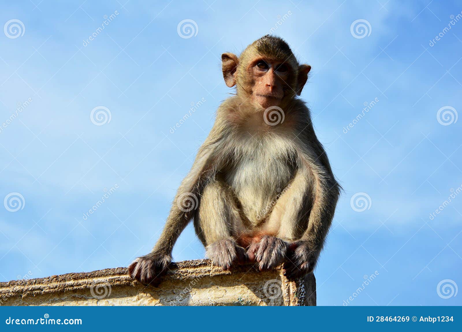 Urban Monkey stock image. Image of cityscape, outdoor - 28464269