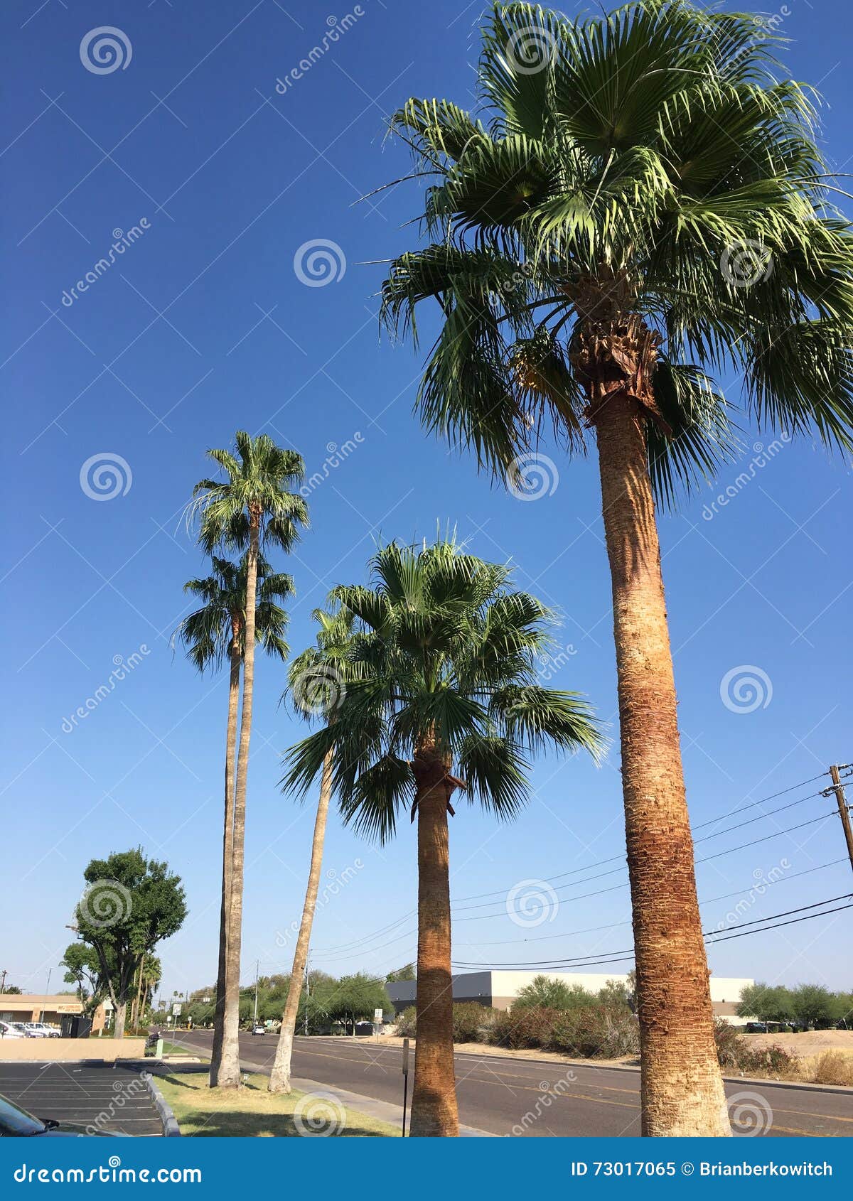 Urban Palm stock image. Image of view, formation, gorgeous - 73017065