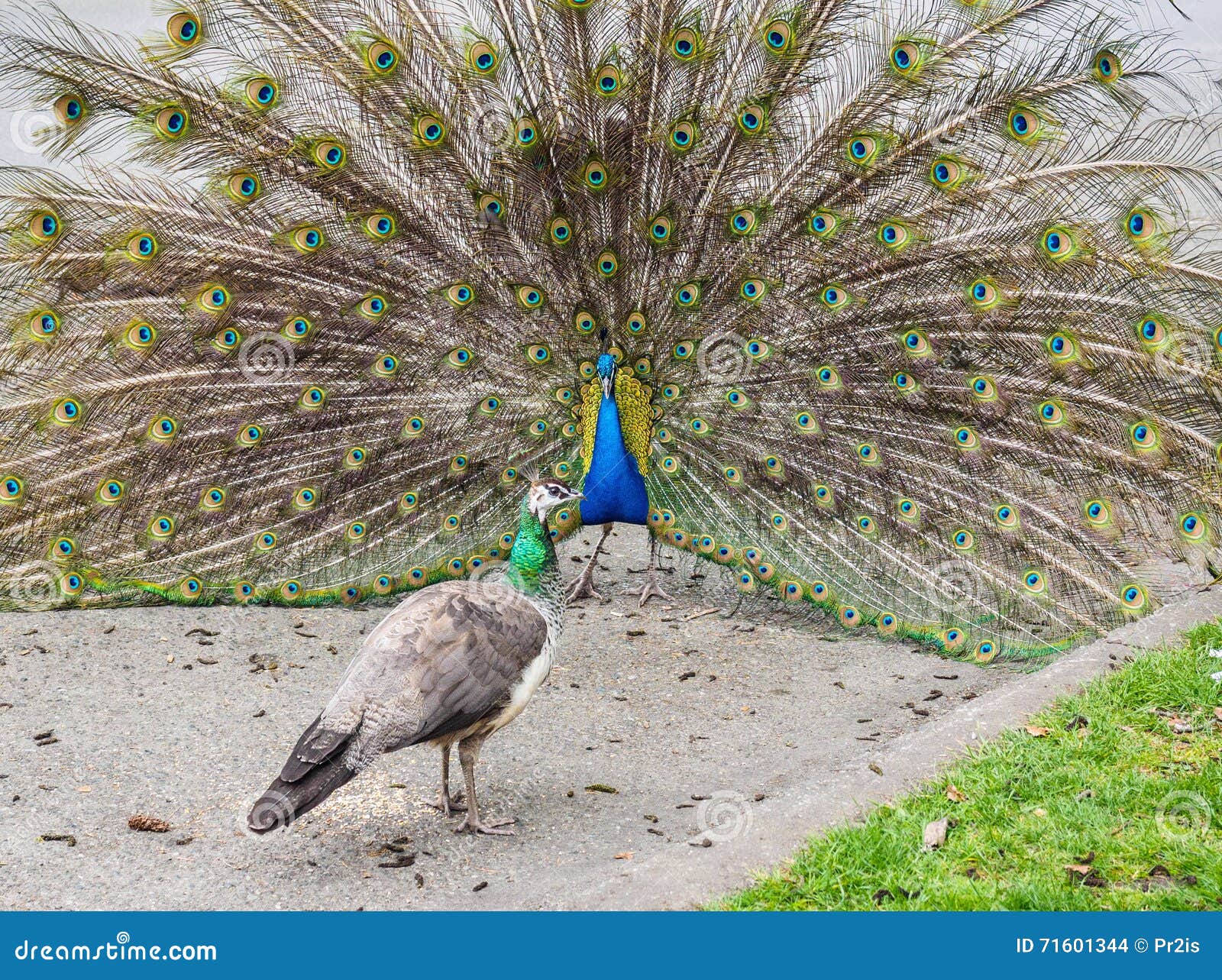 Urban peacocks courting stock photo. Image of road, colorful - 71601344