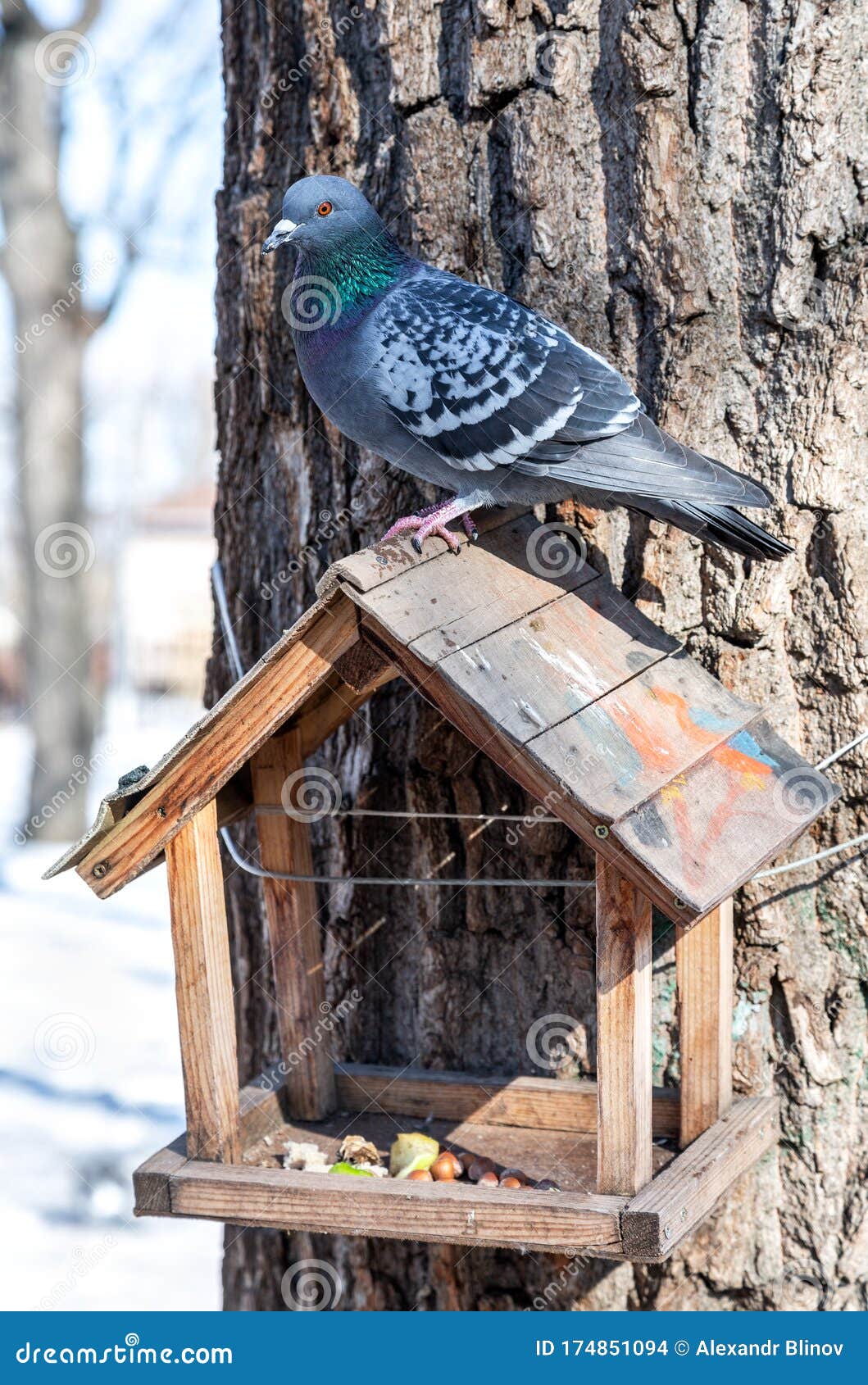 Urban Pigeon Sitting on the Manger Stock Photo - Image of outdoors ...