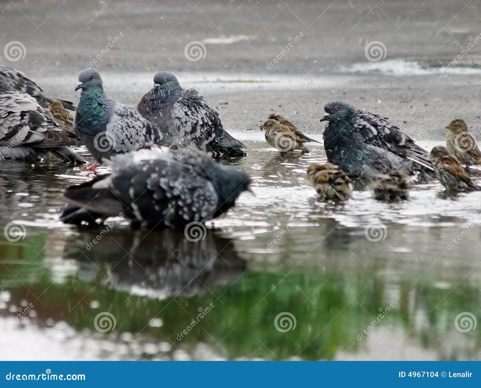 Urban pigeons and sparrows stock photo. Image of splash - 4967104