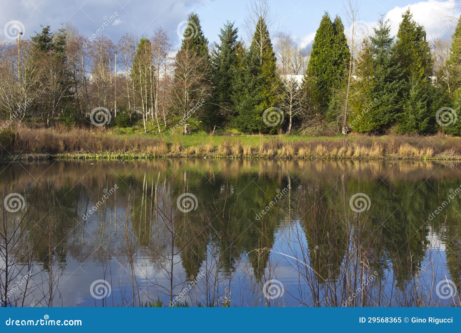 Urban Pond in Portland Oregon. Stock Image - Image of posts, nature ...