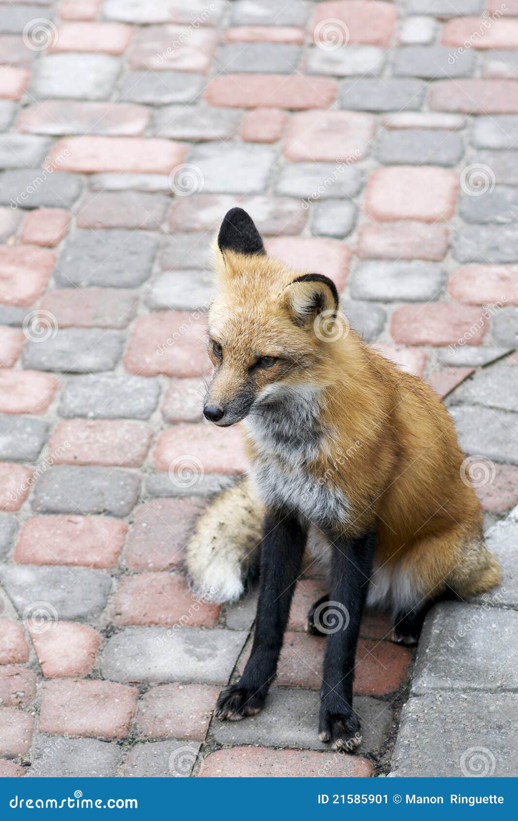 Urban Red Fox stock image. Image of black, eyes, backyard - 21585901