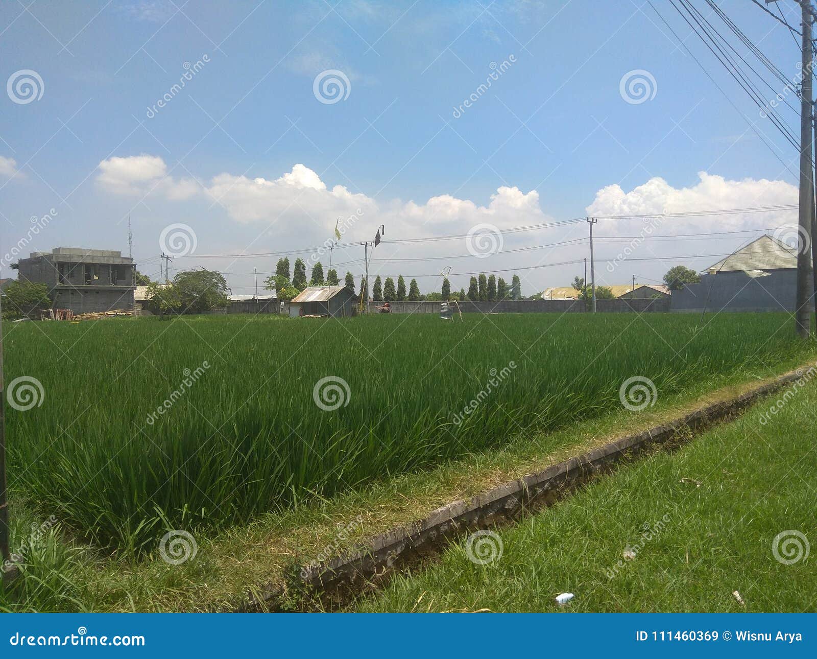 Urban Rice Fields, Rice Fields That Are Narrowed Due To The Process Of ...
