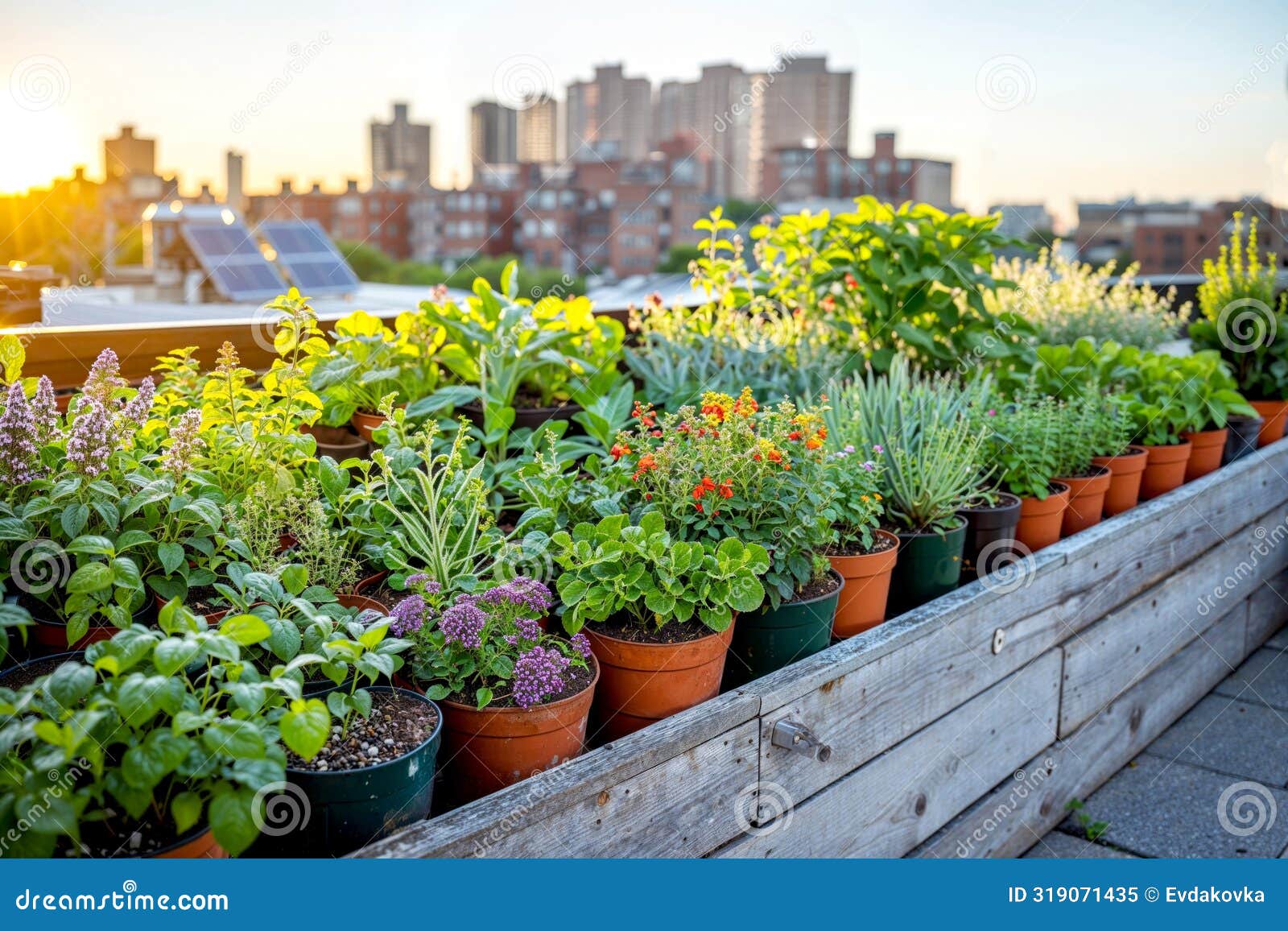 Urban Rooftop Garden With Solar Panels And Container Plants At Sunset ...