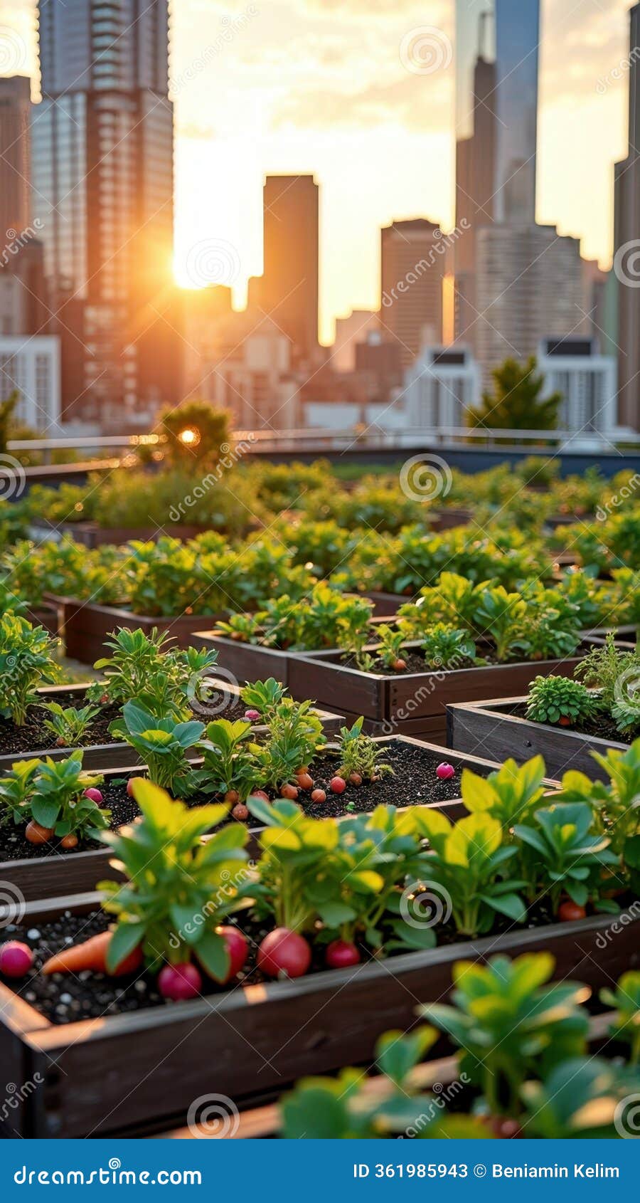 Urban Rooftop Garden at Sunset with Raised Beds and City Skyline Stock ...
