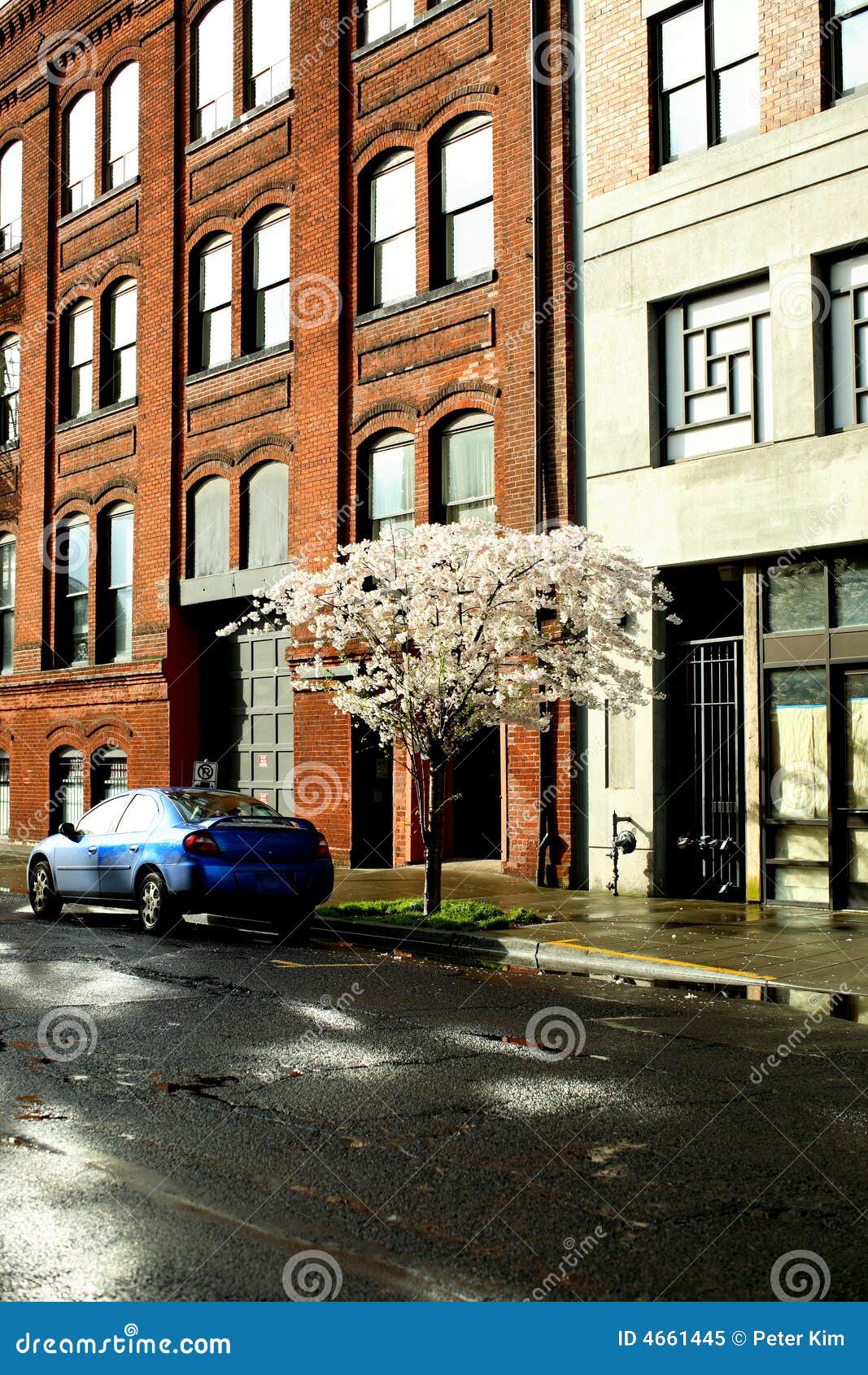 Urban Setting stock image. Image of setting, tree, street - 4661445