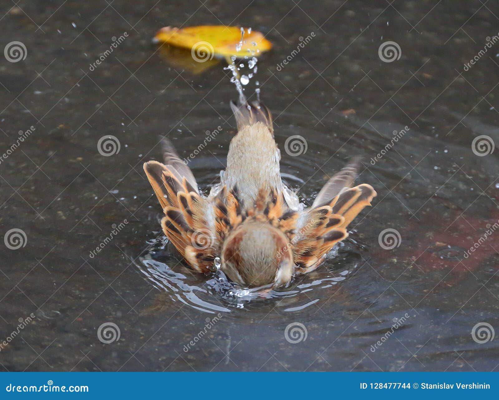 The Urban Sparrow Bathing in a Puddle Stock Photo - Image of water ...