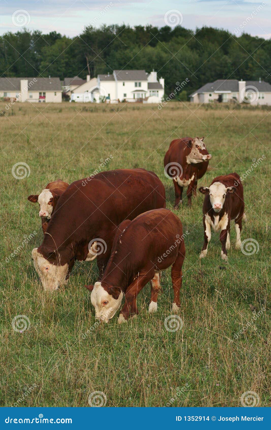 Urban Sprawl: Homes Vs Cows Stock Photo - Image of country, sprawl: 1352914
