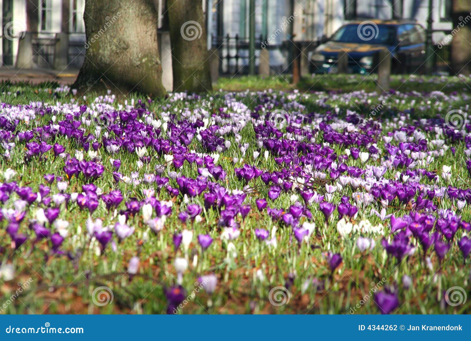 Urban Spring stock photo. Image of nature, lawn, crocusses - 4344262