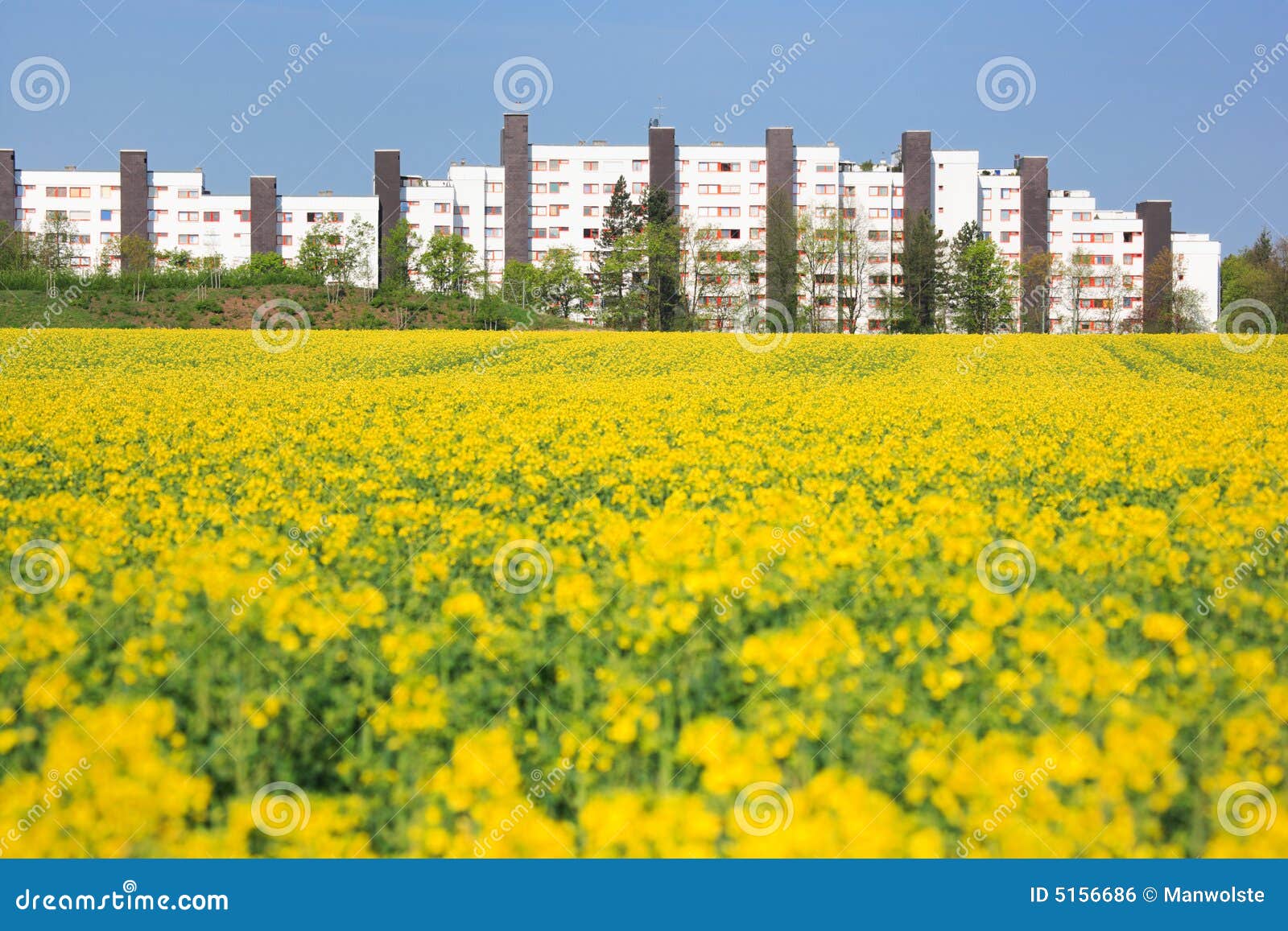 Urban spring stock photo. Image of season, oilseed, munich - 5156686