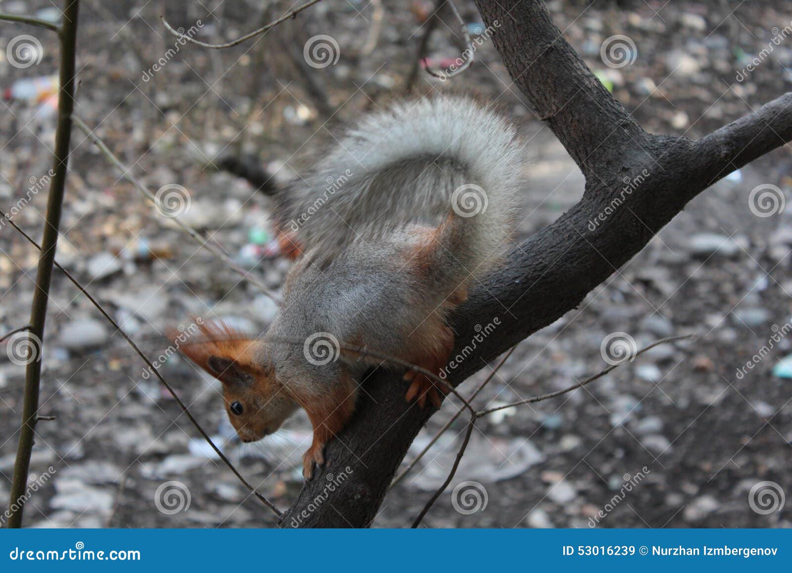 Urban squirrel stock image. Image of tree, squirrel, animal - 53016239