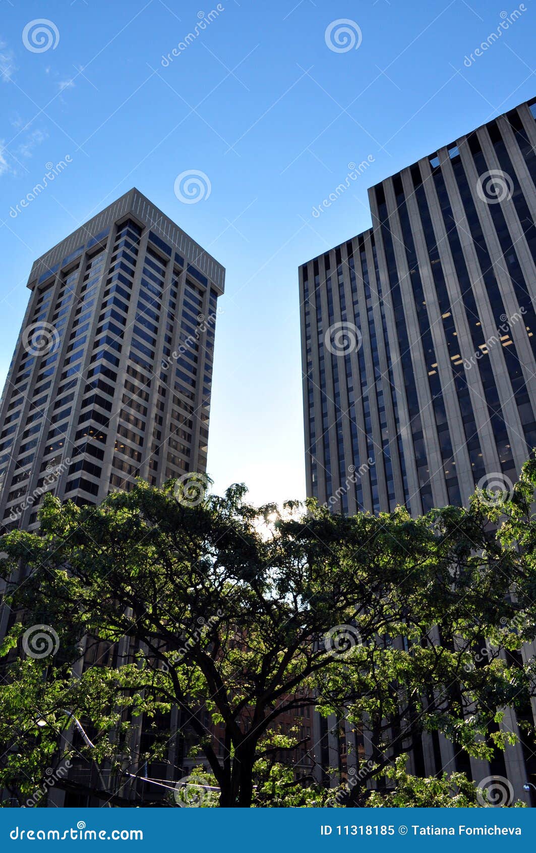 Urban tree stock image. Image of leafs, onario, autumn - 11318185