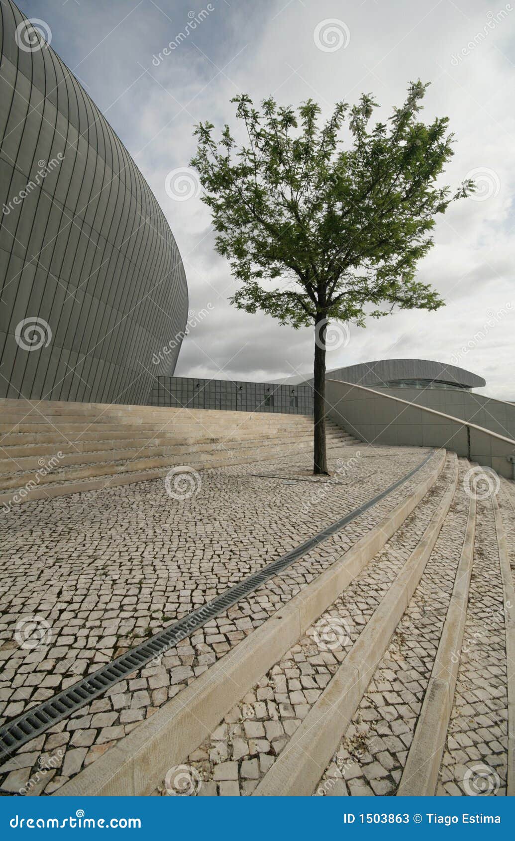 Urban tree stock image. Image of tree, park, building - 1503863