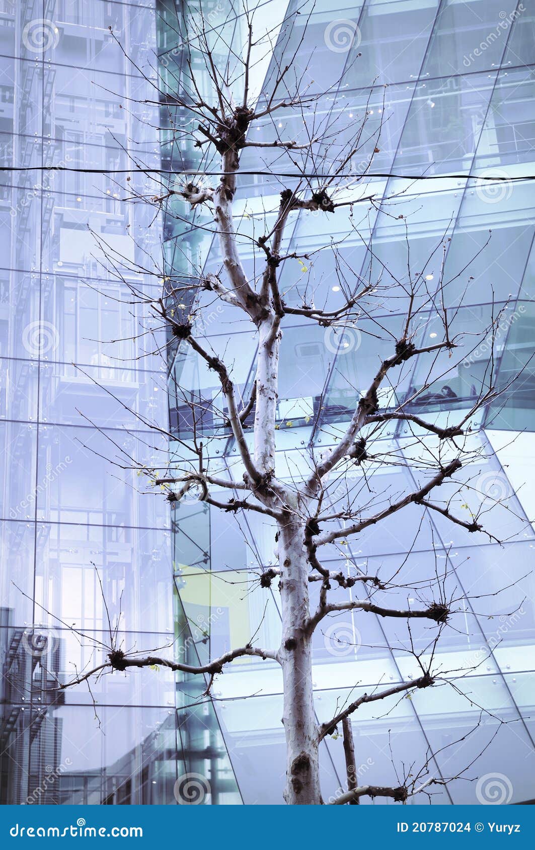 Urban tree stock photo. Image of glass, thin, blue, urban - 20787024