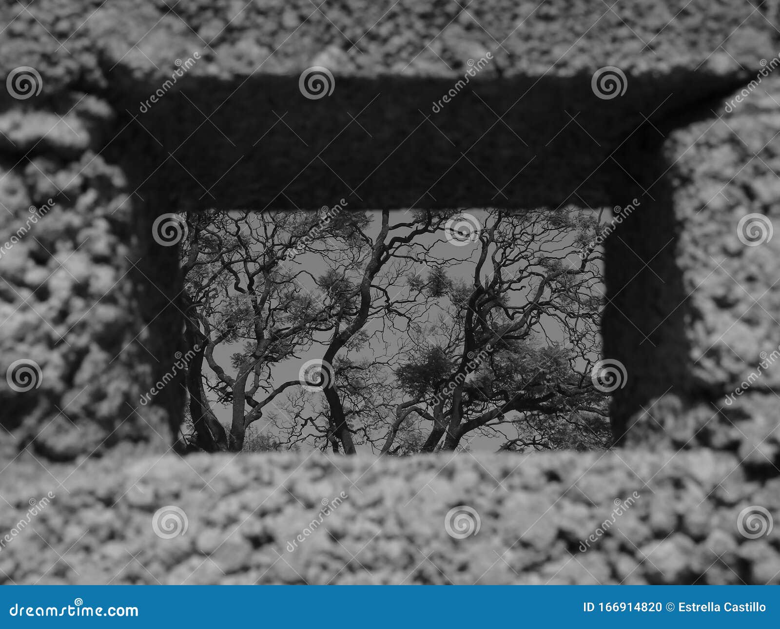 Urban Tree Behind a Brick Wall Stock Photo - Image of árbol, tree ...