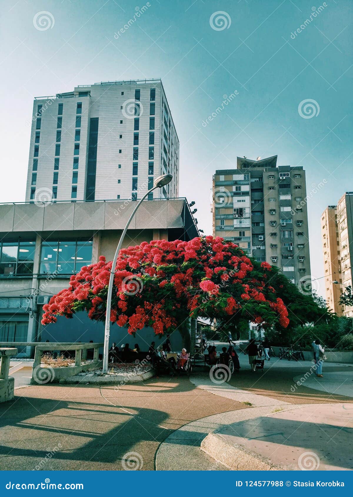 Urban tree editorial stock photo. Image of city, tree - 124577988