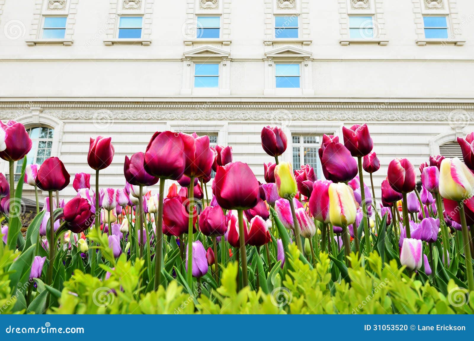 Urban Tulips and Building stock photo. Image of flower - 31053520