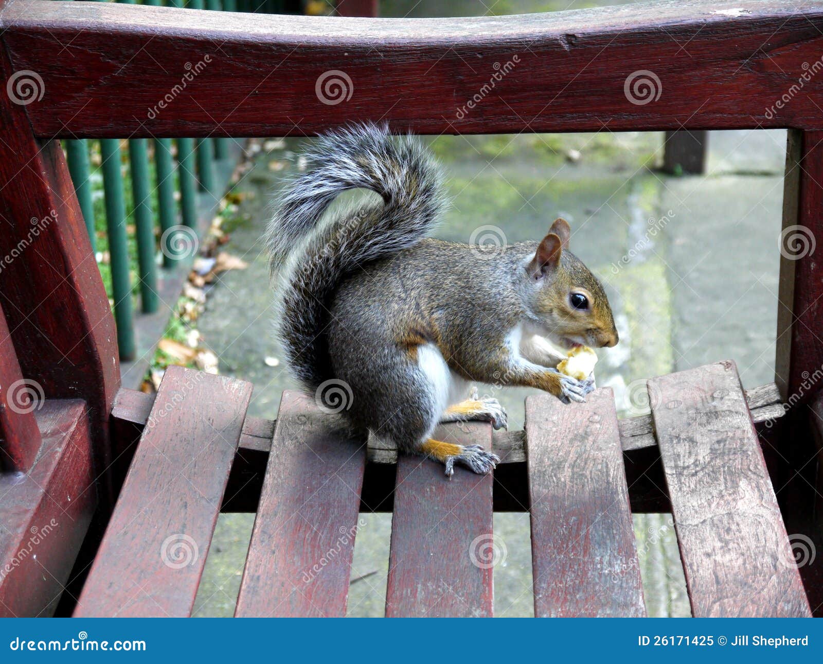 Urban Wildlife: Squirrel on Bench - H Stock Image - Image of urban ...
