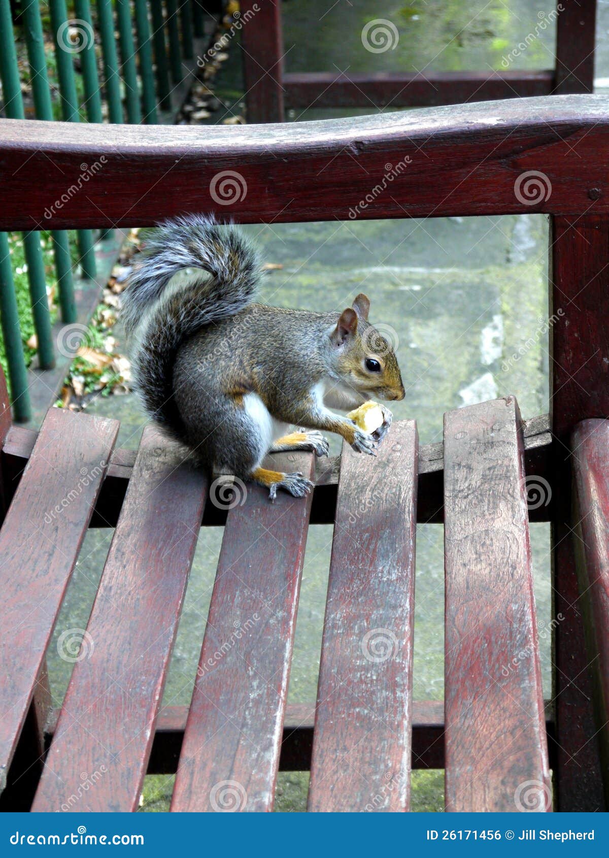 Urban Wildlife: Squirrel on Bench - V Stock Photo - Image of animal ...