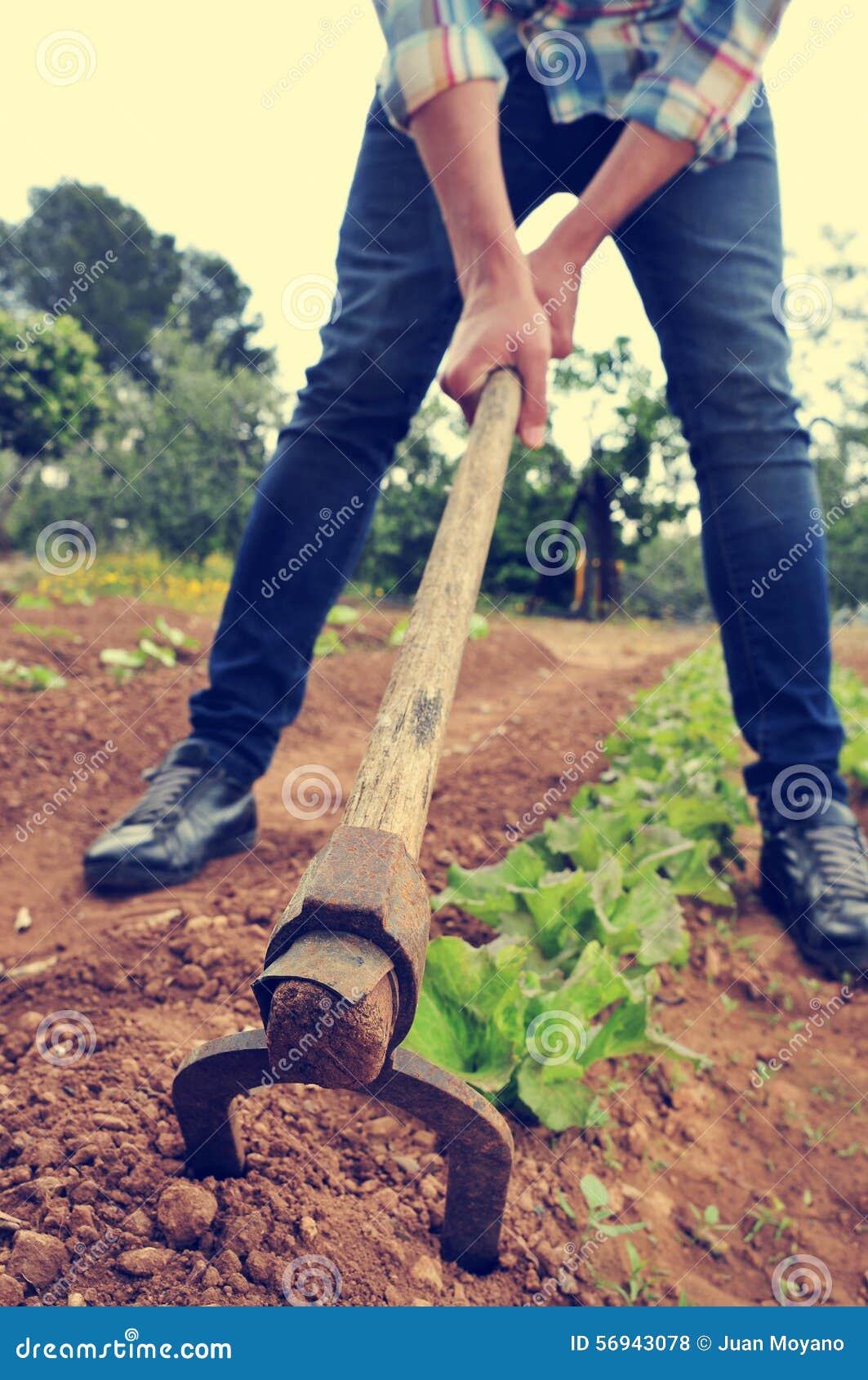 Urbanite Man Digging in a Garden Stock Photo - Image of ground, organic ...