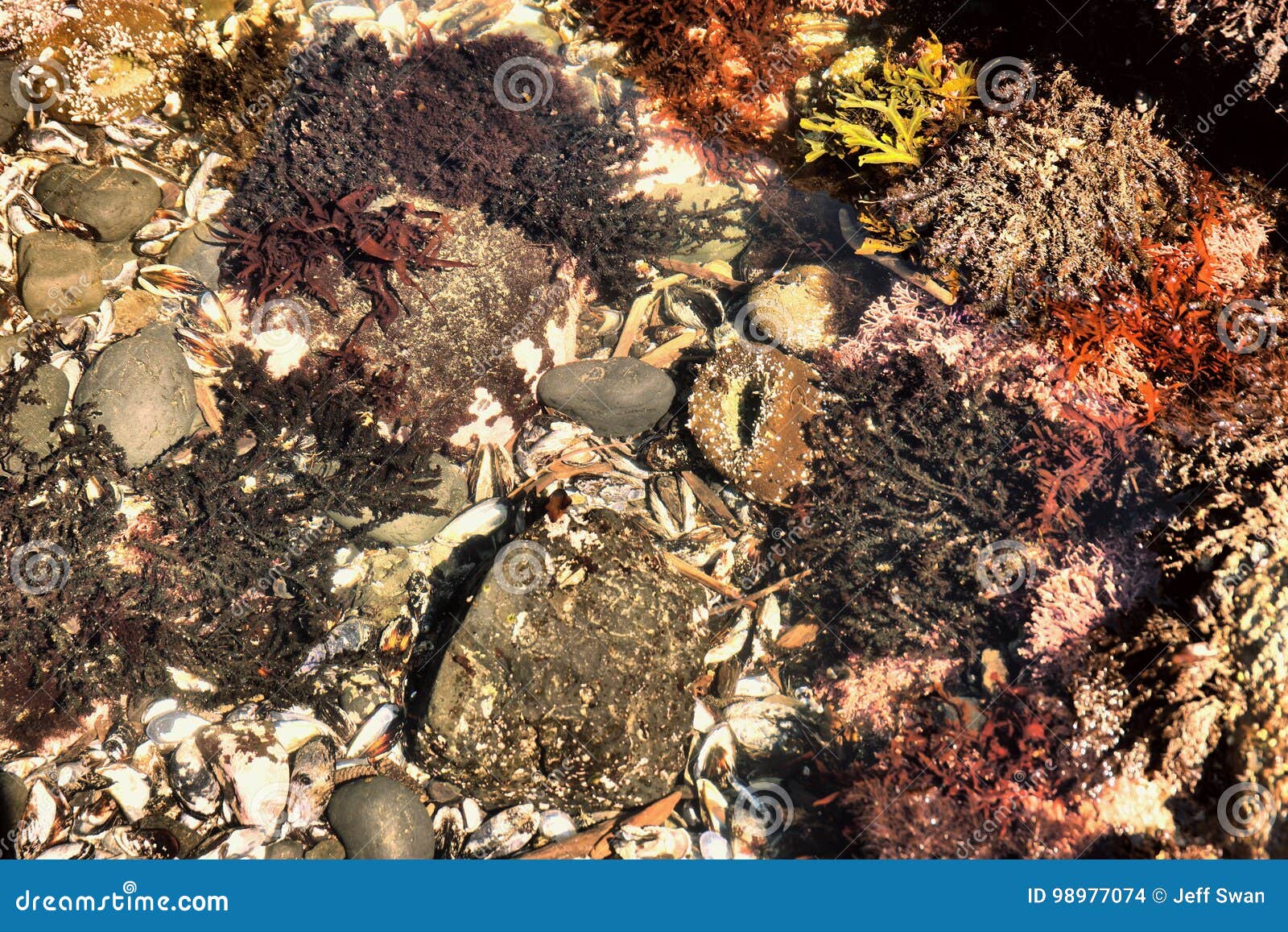 Tide pool stock photo. Image of shells, tide, pool, urchins - 98977074